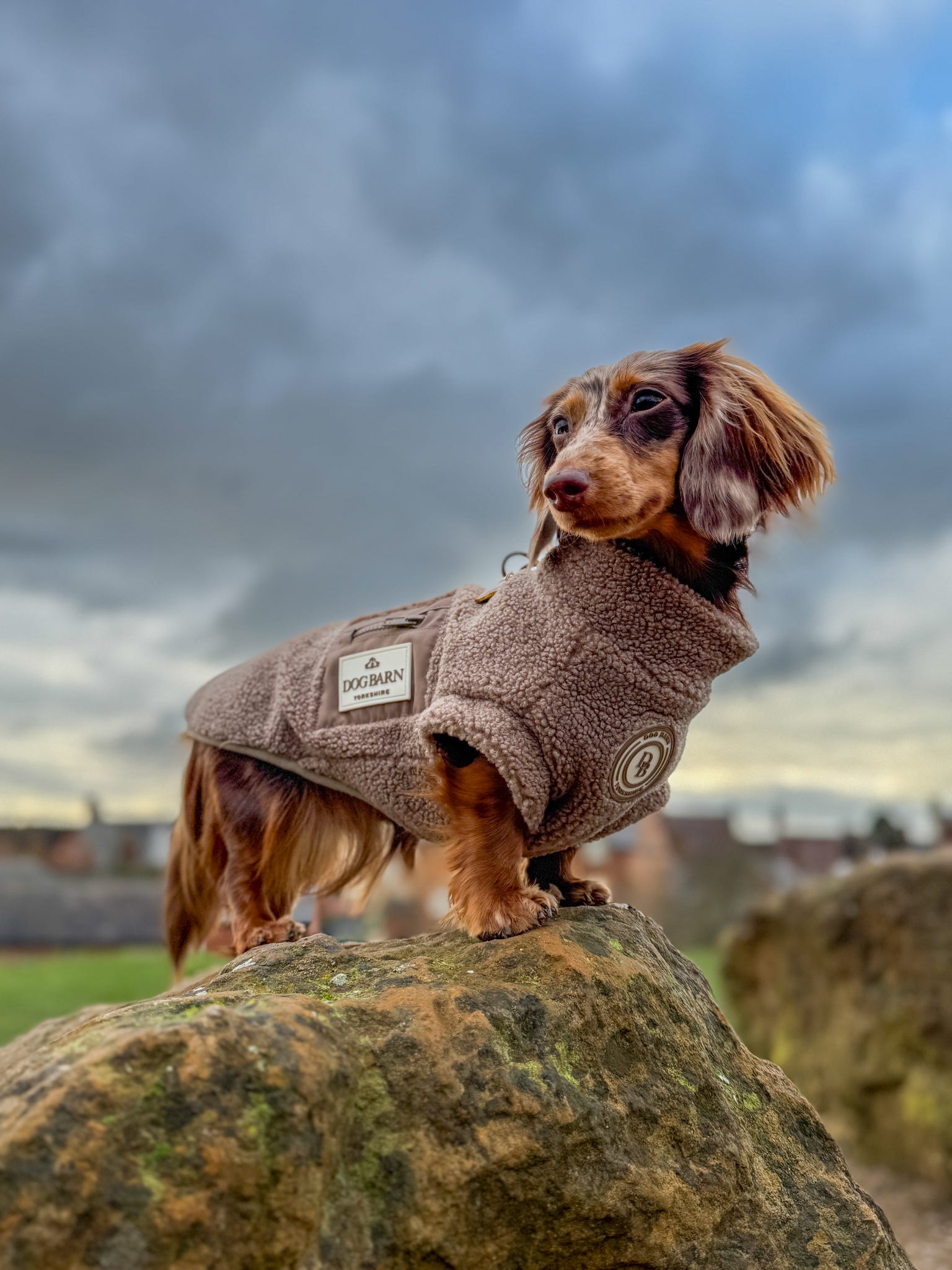 Truffle Dusk Dachshund Sherpa Fleece – Dog Barn Yorkshire